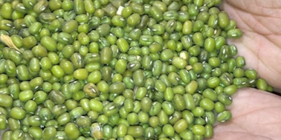 Introducing The Bean Variety Royal Red Black Eye